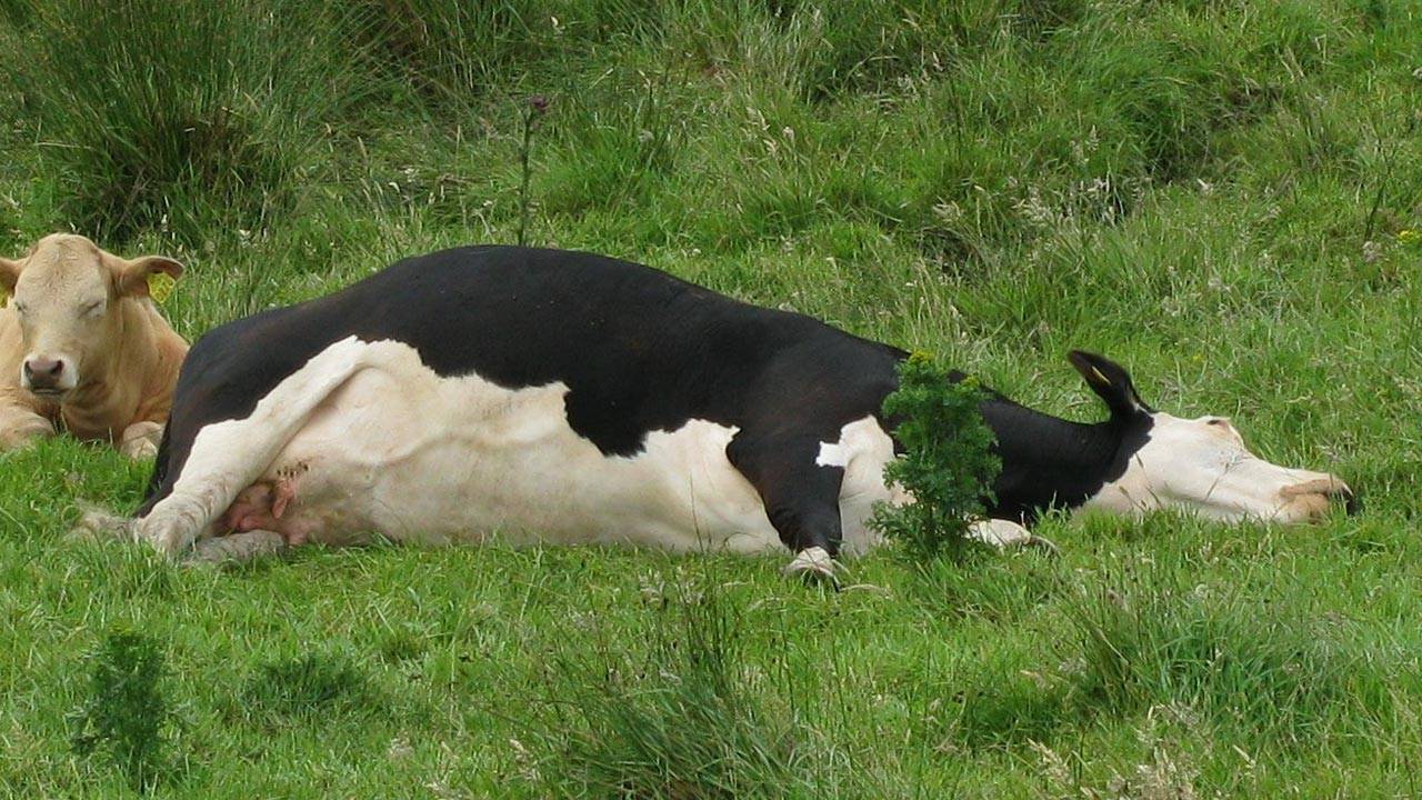 Cow Tipping Video, Is Cow Tipping Real? What Is Cow Tipping Meaning ...
