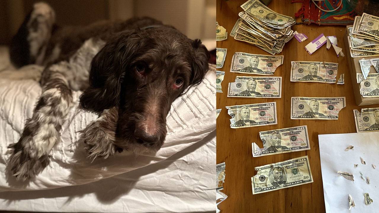 Cecil Dog Ate Cash News: Dog Eats $4000 Cash And Owners On A Delicate ...